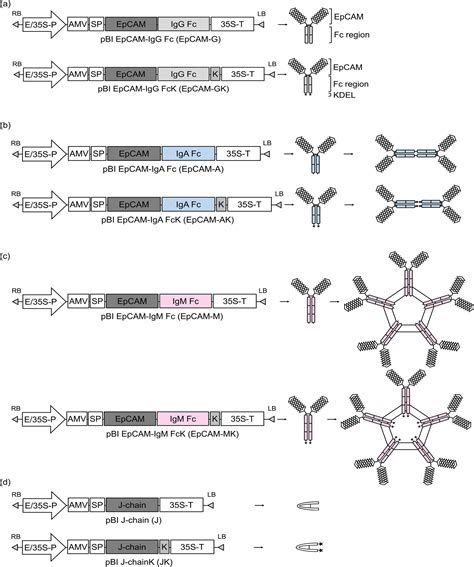 Modification Of Fc‐fusion Protein Structures To Enhance Efficacy Of