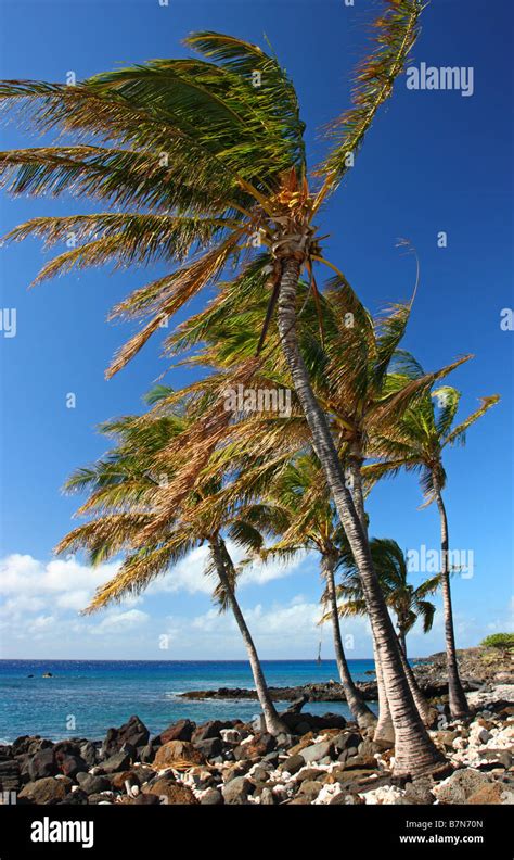 Strong Wind Trees Hi Res Stock Photography And Images Alamy Strong Wind Trees Hi Res Stock Photography And Images Alamy