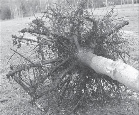 Root System Of Field Grown Tree At Planting Into Landscape Showing Many Download Scientific