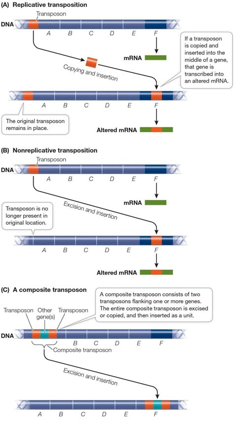 Hanaa Fayed On Linkedin Dna Sequences That Move ‼️ Transposable Elements Are Dna Sequences That…