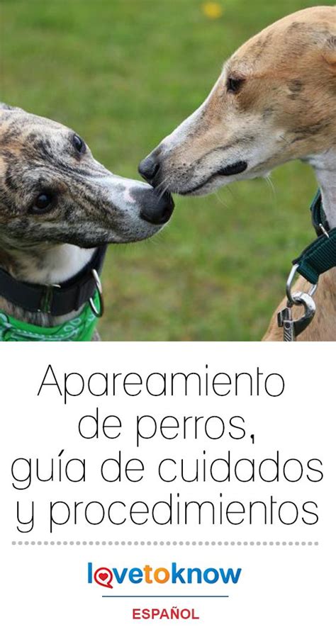 Apareamiento De Perros Guía De Cuidados Y Procedimientos Lovetoknow