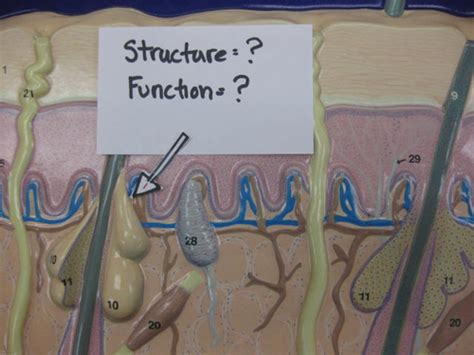A And P Chapter 4 The Skin Structure And Function Flashcards Quizlet A And P Chapter 4 The Skin Structure And Function Flashcards Quizlet
