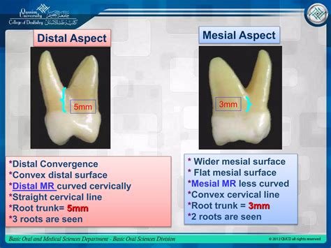 Maxillary First Molar Pptx