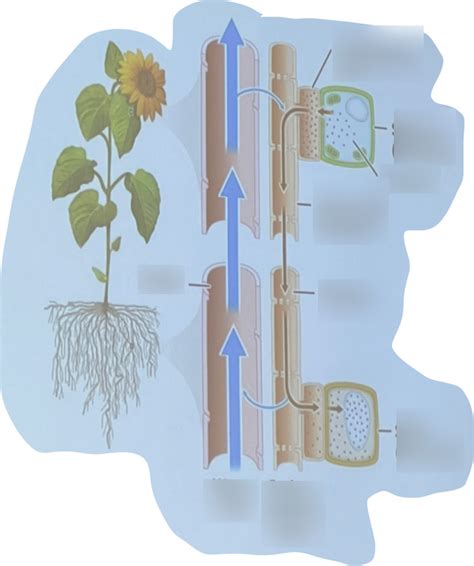 source to sink transport diagram quizlet