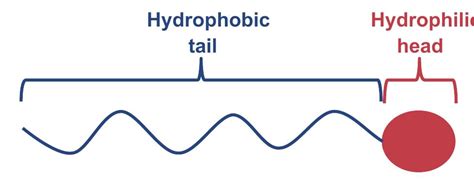 Schematic Representation Of A Surfactant Molecule An