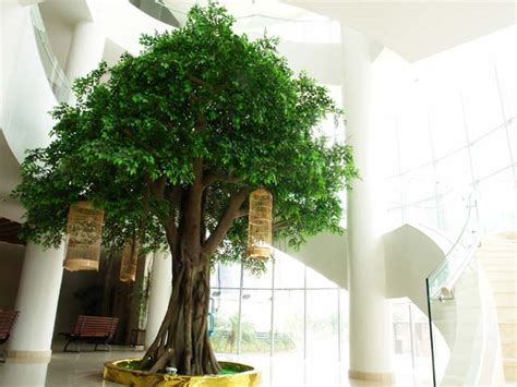 Types Of Ficus Trees Garden Guides