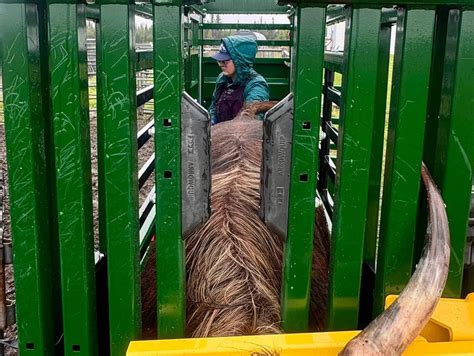 Artificial Insemination