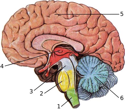Нервная система