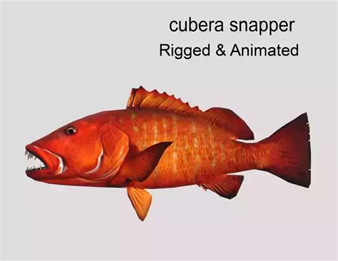 3d Model Cubera Snapper Realistic Animated Vr Ar Low Poly Cgtrader