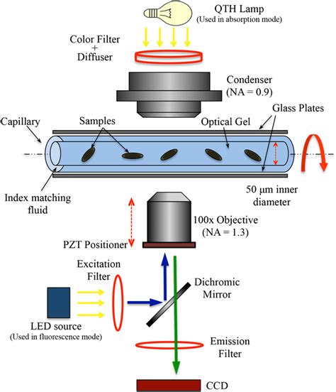 schematic diagram of an optical projection tomography microscope