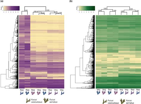 Evolutionary Dynamics Of Sex‐biased Gene Expression In A Young Xy