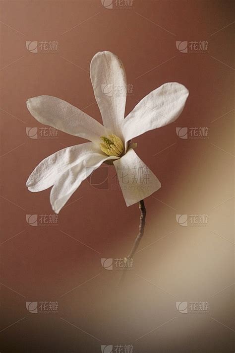 美丽的花——白玉兰、水杨兰