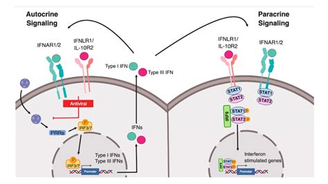 Differential Regulation Of Type I And Type Iii Interferon Signaling Boulant