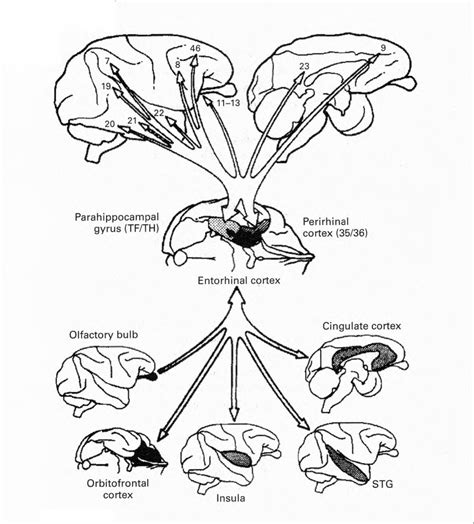 2 2 8 Many Higher Neocortical Areas Are Connected To The