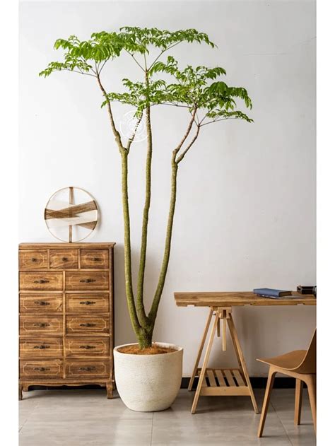 好养的原生幸福树树型超好看 花瓣网