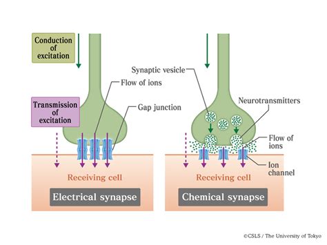 Chemical Synapse