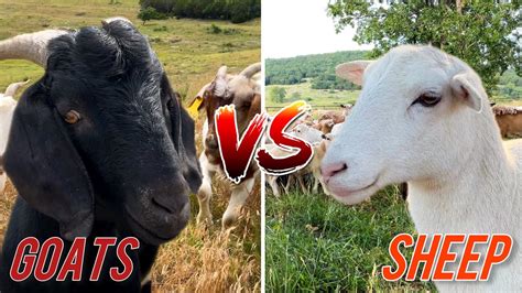 Sheep VS Goats | Which Is Better? - YouTube