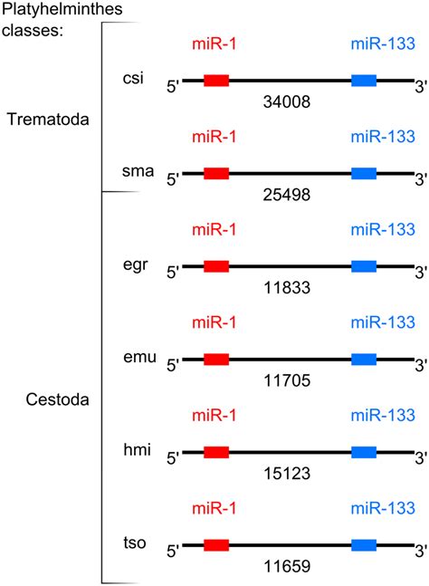 Genomic Organization Scheme Of Cluster Like Regions Mir 1mir 133 In Download Scientific