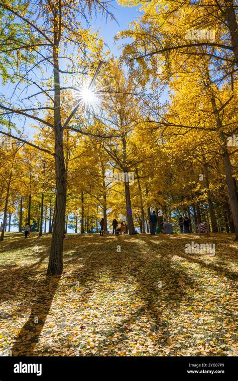 There Are About 300 Ginko Trees In The Blandy Ginko Grove At The State