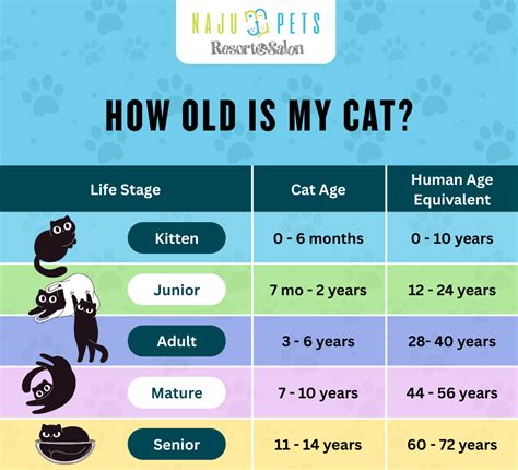 Cat Years To Human Years Chart And Age Guide