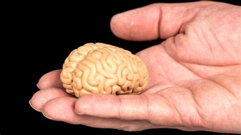 Scientists Create The First Human Mini Brain With Multiple Connected Regions—heres What You