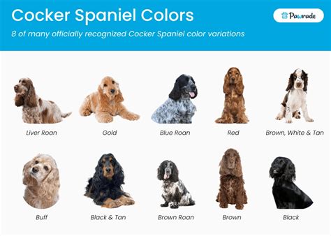 Cocker Spaniel Colors Chart