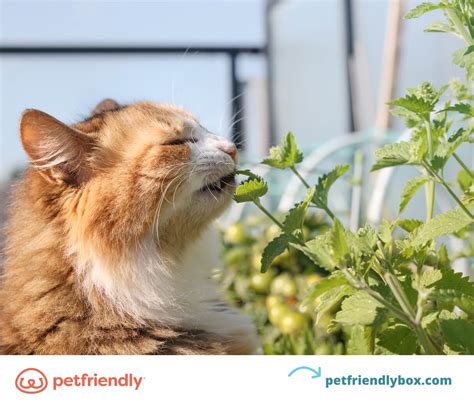 Catnip Plant And Cats
