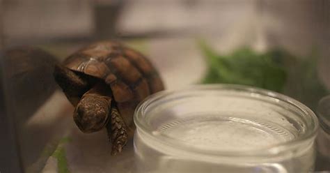 Found Tortoise Need Help Identifying It Album On Imgur
