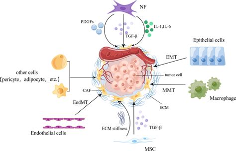 Possible Origins Of Caf Ecm Extracellular Matrix Emt Download