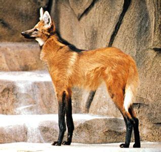Maned Wolf Habitat Rare Access Filming Inside A Maned Wolfs Den
