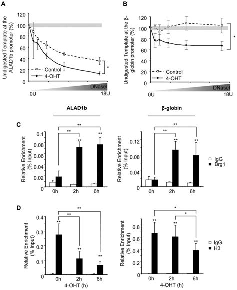 Ab Dnasei Hypersensitivity Assay In K1 Erp Cells Treated With