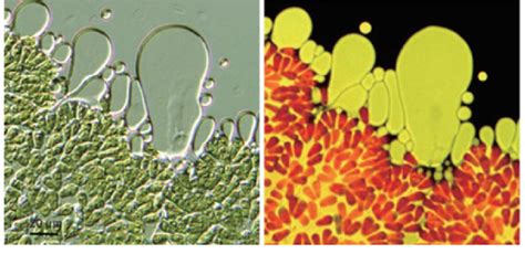 6 Botryococcus Braunii Left Photomicrograph Of Colony Right Download Scientific Diagram