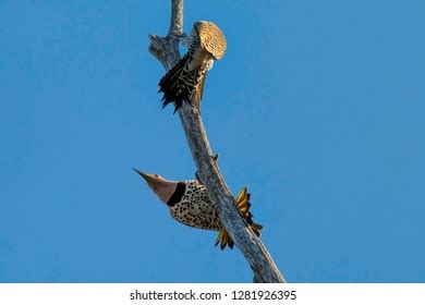 Common Flicker Images Stock Photos Vectors Shutterstock