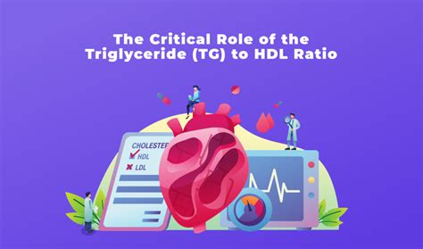 Understanding Triglyceride to HDL Ratios for Optimal Heart Health - Peak Metabolism