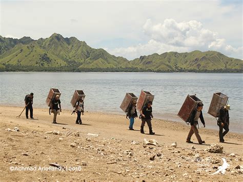Population Monitoring Komodo Survival Program