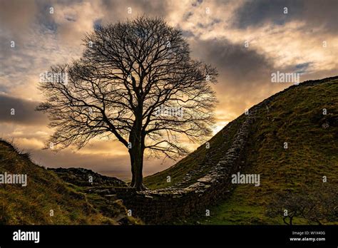 Tree On The Stone Wall Hi Res Stock Photography And Images Alamy