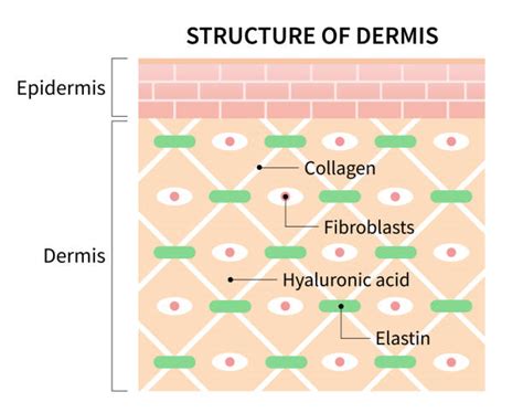 Dermis Illustrations Royalty Free Vector Graphics And Clip Art Istock