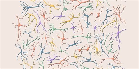 Astrocyte Cells Lindsey Trank