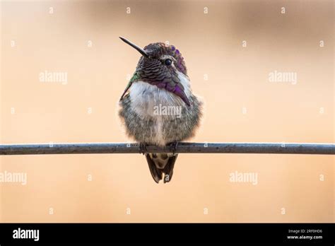 A Male Costas Hummingbirds Calypte Costae Sits On A Tomato Cage In Southern Calidfornia Stock