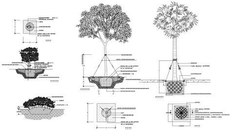 Planting Detail Of Tree With Its Related Detail In Auto Cad File Cadbull
