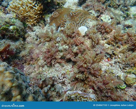 Closeup With Asparagopsis Seaweed Which Is A Genus Of Edible Red Macroalgae Stock Image Image