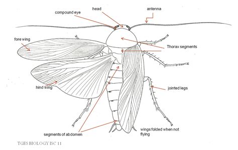 Morphology And Anatomy Of Cockroach Biology4isc