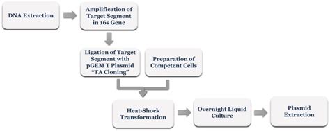 Flow Chart Illustrating The Protocol For Ta Cloning Download