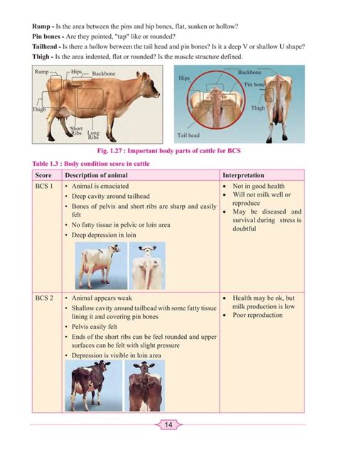 Animal Science And Technology Pdf