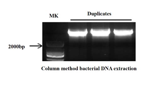 Bacterial Genome Dna Extraction Kit Dna Testing Experts