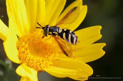 Chrysotoxum Intermedium Otro Sírfido Que Parece Una Avispa