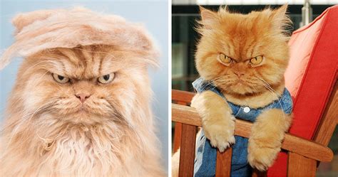 Meet Garfi The Angriest Cat On The Internet 9gag