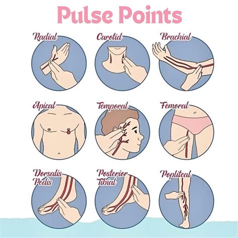 Medquizzone On Instagram 🧠pulse Points Refer To Specific Locations On