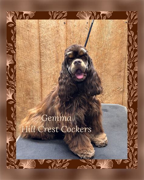 Gemma Chocolatetan Cocker Spaniel Girl Georgia Hill Crest Cockers