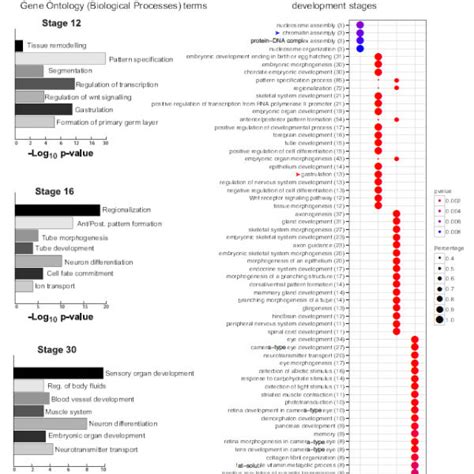 Gene Ontology Analysis Of The Embryonic Transcriptomea Go Term